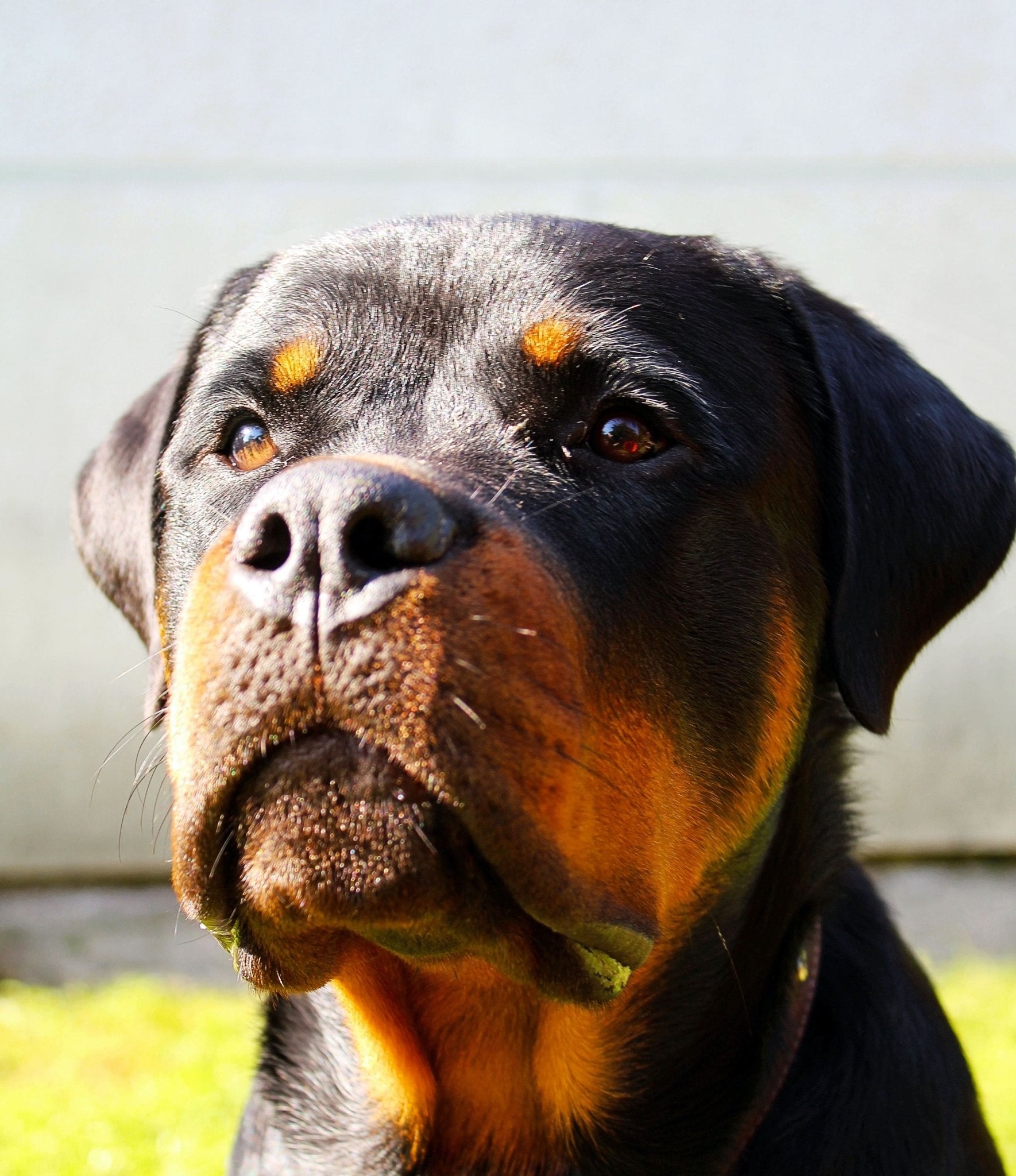 Rottweilers: Loyal Guardians with a Heart of Gold – Wagr Petcare