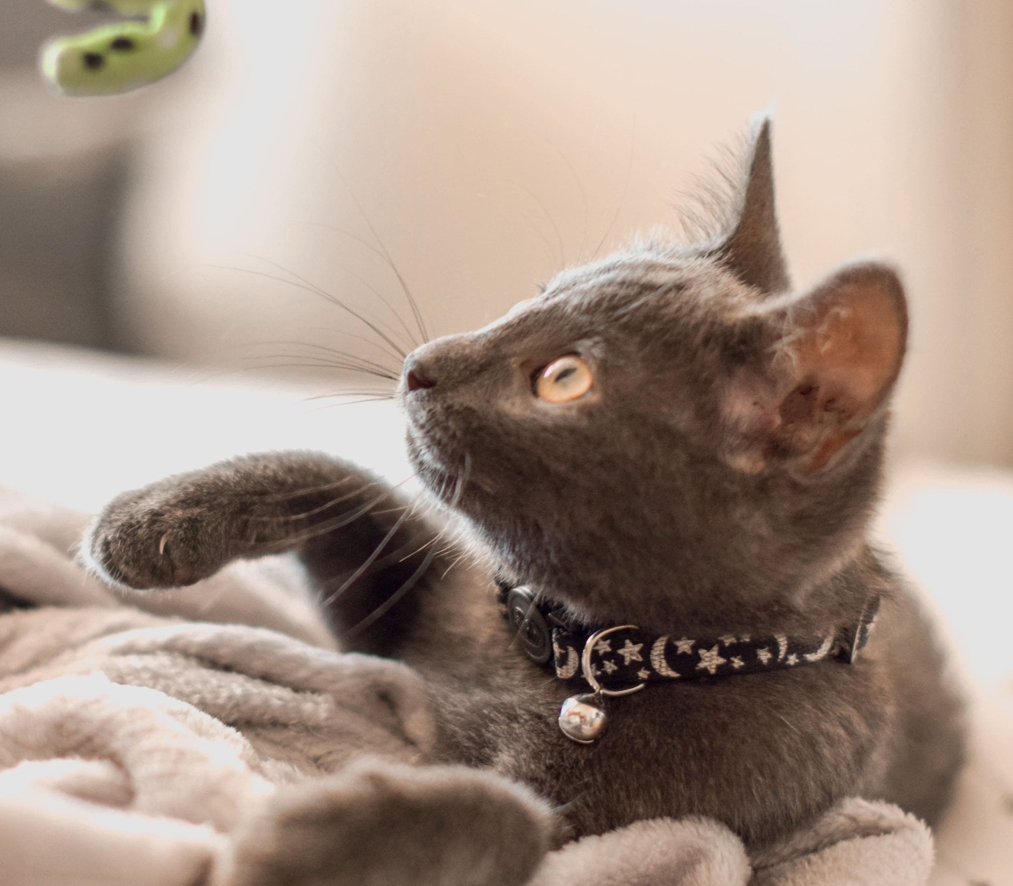 The Importance of Exercise for Cats: Keeping Your Feline Fit & Fine ...